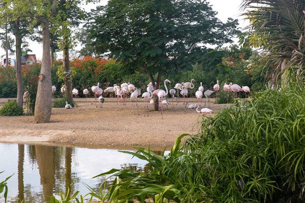 Dubai Safari, home to the most diverse array of animals in the country ...
