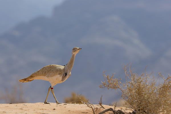 Etihad Cargo and the International Fund for Houbara Conservation (IFHC ...