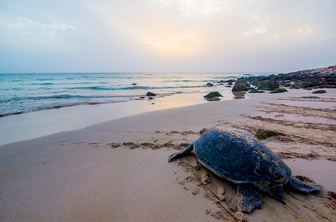 Oman is home to four of the seven species of turtles found in the world ...