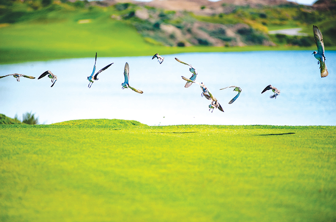 Al Mouj Golf flexes green muscle