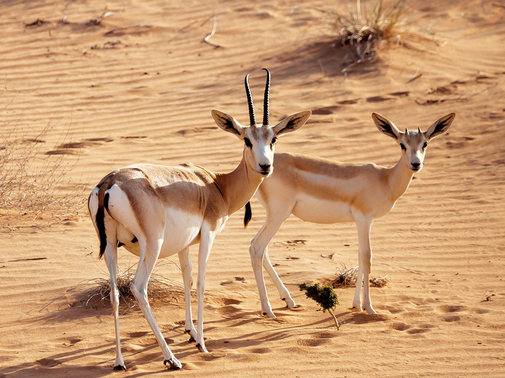 The Emirates Group has renewed its agreement with Dubai Municipality ...