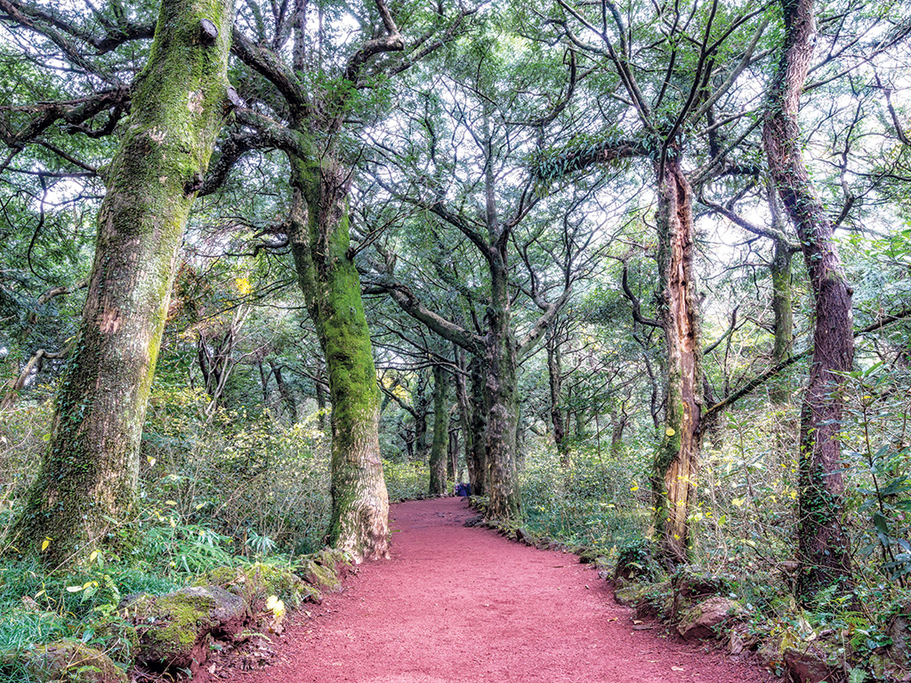 Bijarim forest in Jeju Island with is a centuries-old nutmeg tree woodland